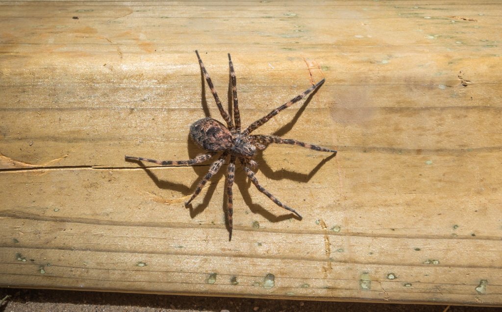 Five Facts About Canada’s Dock Spider – Northern Latitudes