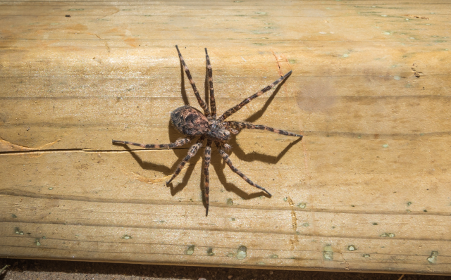 Five Facts About Canada’s Dock Spider – Northern Latitudes