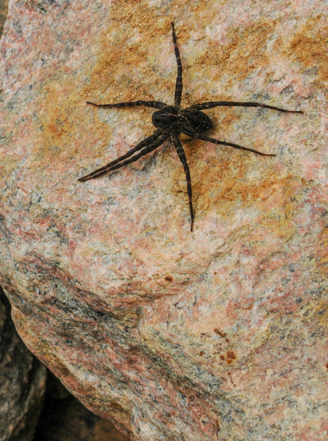 Five Facts About Canada’s Dock Spider – Northern Latitudes